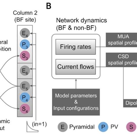 two column cortical model and forward simulation a the model