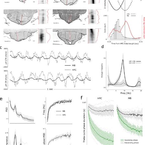 Local Field Potential Lfp Characteristics Of The Mammillary Bodies Download Scientific