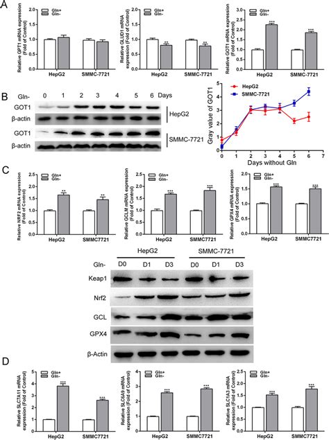 Glutamine Deprivation Induced Got1 Expression And Activated Keap1 Nrf2