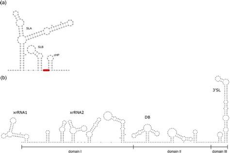 Predicted Secondary Structures Of The 5′ And The 3′ Utrs Of Mpfv A