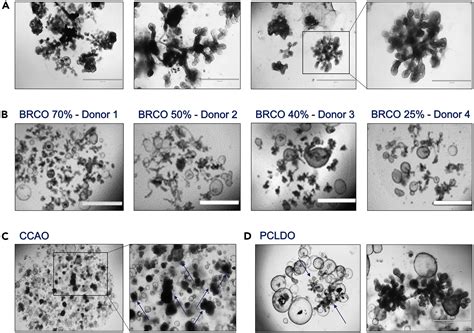 Cell Press Star Protocols