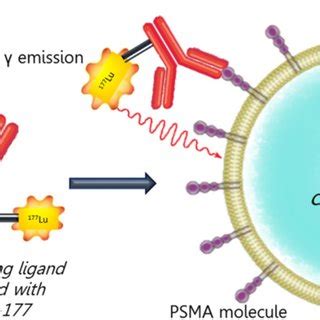 PSMA Ligand Binds To The Target PSMA Molecule On The Prostate Cancer Download Scientific