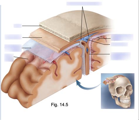 Lab B Gross Anatomy Of Brain Cranial Nerves Part XV Diagram Quizlet