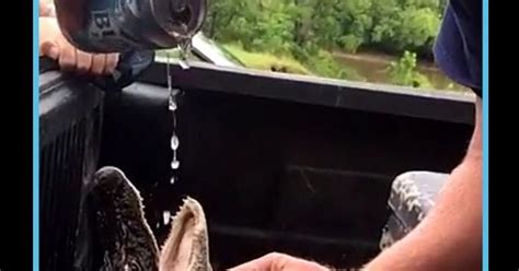 Gator Shotgun 2 Charged After Pouring Beer Down Alligators Throat