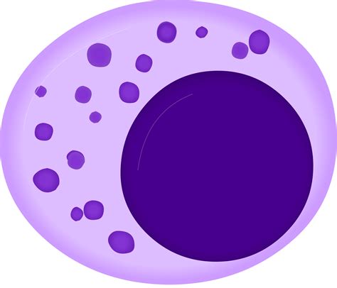 Lymphocyte Diagram Clipart Best