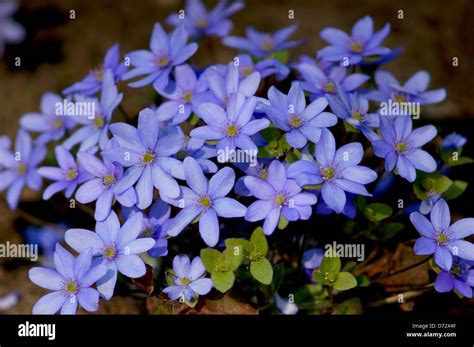 Fleurs De Hepatica Nobilis Banque De Photographies Et Dimages à Haute