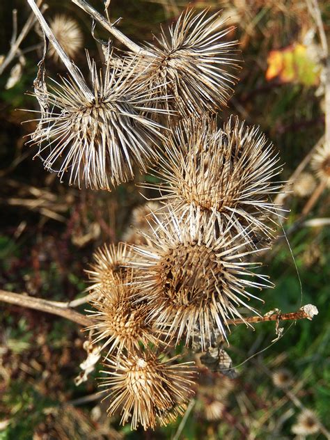 Burdock Pictures