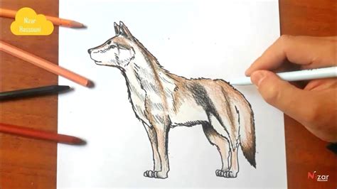 Comment Dessiner Un Loup Facilement Esam Solidarity