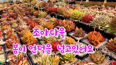 인천 남동구 조아다육 방문 택배주문 환영 합니다홍등 수연로메오 로멕스 리얼레드 아라베스크 휴밀리스 실루엣 스텔라 핑크다이아몬드 핑크다이아 사라보니