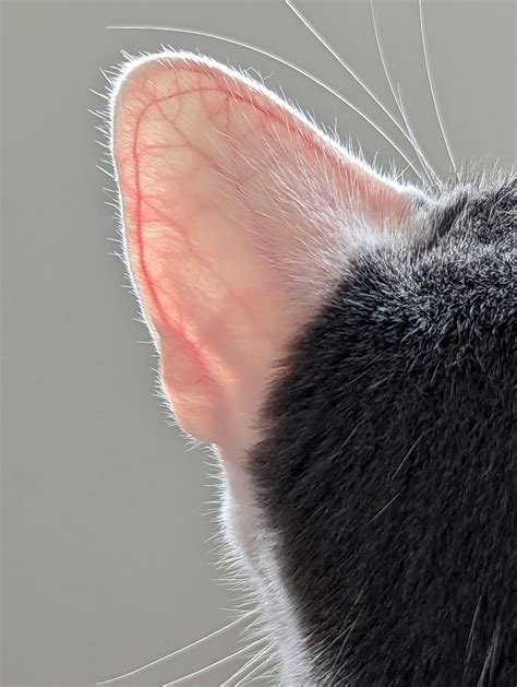 Pixel 6 Pro R Pixel6