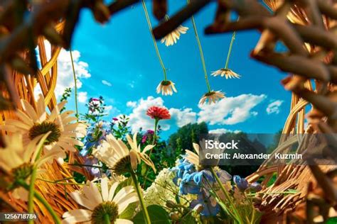 구름이 있는 푸른 하늘을 배경으로 카모마일과 수국꽃바구니 0명에 대한 스톡 사진 및 기타 이미지 0명 계절 꽃 나무 Istock
