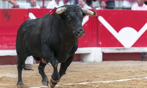 O Que Acontece Os Touros Que Morrem Em Touradas Zona Curiosa