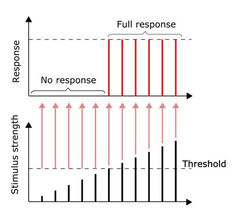 Neuron Wikipedia