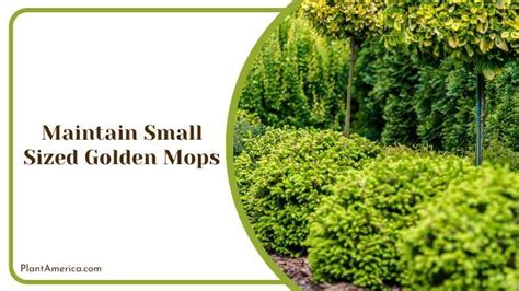 5 Landscaping With Golden Mop Cypress Ideas For Your Yard Plant America