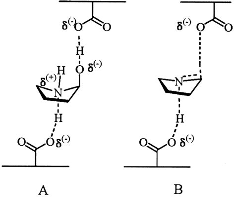 Possible Modes Of Binding Of Amino Sugars In Glucosidase Active Site