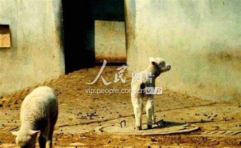 世界第一例克隆羊 人民图片网