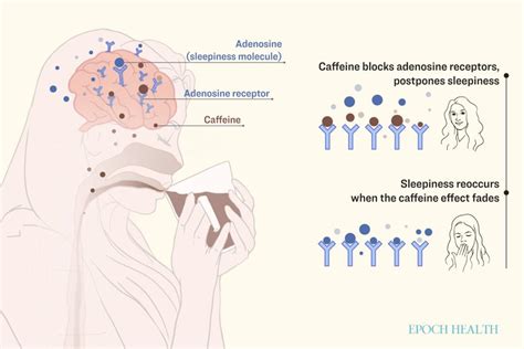 Caffeine May Be Borrowing Energy From You Heres Why California Insider