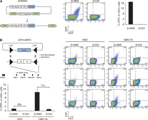 Characterization Of Genomically Integrated And Circuits A The Download Scientific Diagram