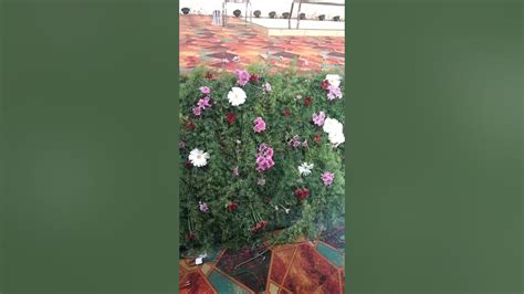 Function Decaration Crazy Beautiful Youtube