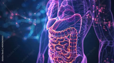 Diagram Of The Digestive System Illustrating The Pathway From