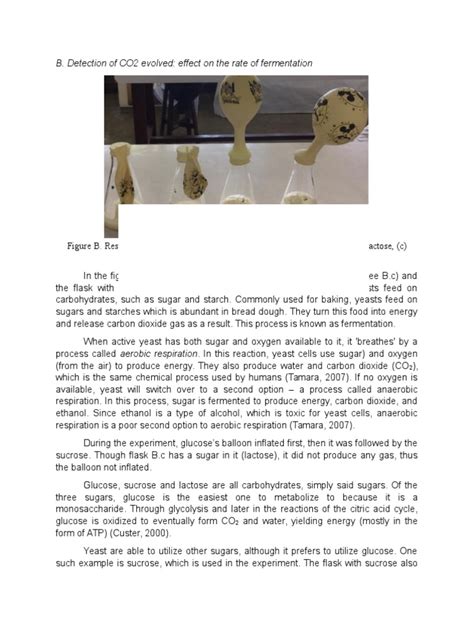 Yeast Experiment Fermentation Carbohydrates