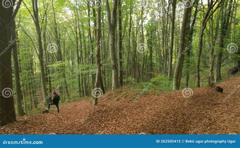 Belgrad Forest Istanbul Turkey Clips Vidéos Vidéo Du Lame Couleur