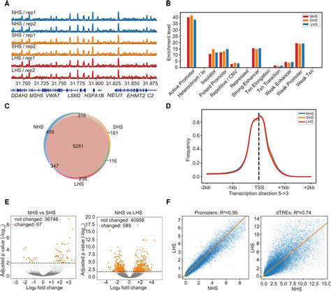 Cell Cycle Arrest Explains The Observed Bulk 3D Genomic Alterations In