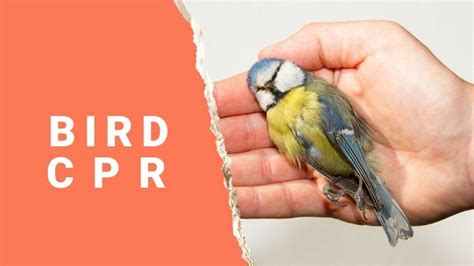How To Check Bird Pulse
