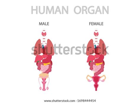 신체 여자 남자 장기 6486개가 넘는 로열티 프리 라이선스 대상 스톡 일러스트 및 그림 Shutterstock
