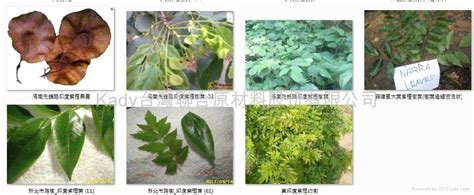 大叶黑紫檀树 大叶紫檀树图片大全 大叶紫檀木 大山谷图库