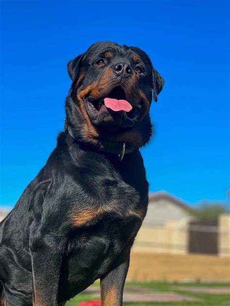 Rottweiler Protection Dog Integrity K9 Services