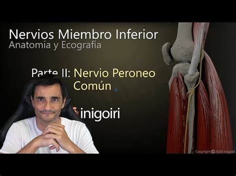 Red Del Nervio Peroneo Superficial
