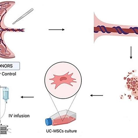 Umbilical Cord Tissue Was Used To Isolate Umbilical Cord Mesenchymal