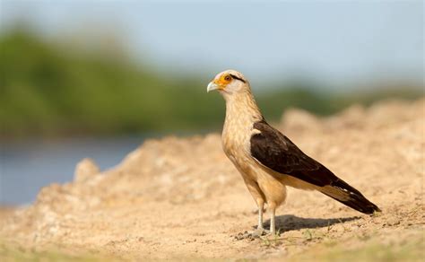 25 Incredible Bird Species Of The Amazon Science Sensei