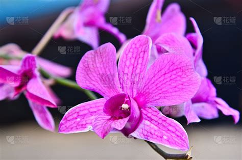 美丽的紫色兰花
