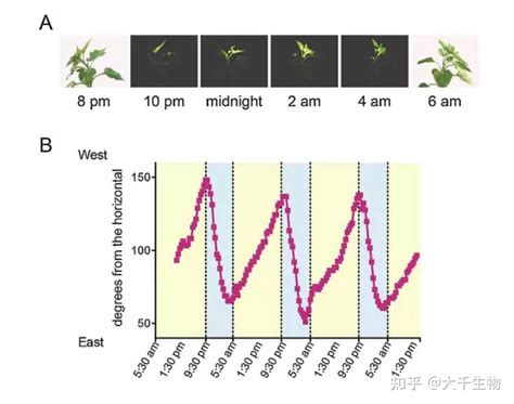 向日葵追着太阳跑，晚上华丽猛回头？
