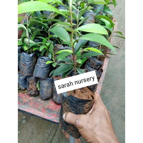 Jual Hemat Bibit Tanaman Kayu Hitam Eboniebony Pohon Dengan Nilai