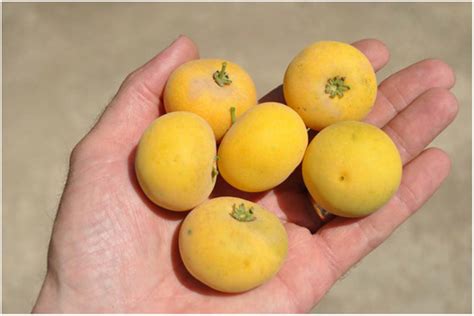 Diversity Special Issue Phytochemical Diversity Of Plant Based Foods And Implications For