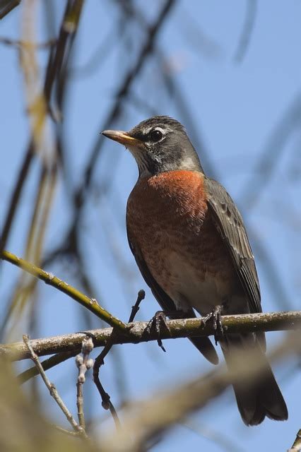 Rouge Gorge Oiseau Nature Photo Gratuite Sur Pixabay Pixabay