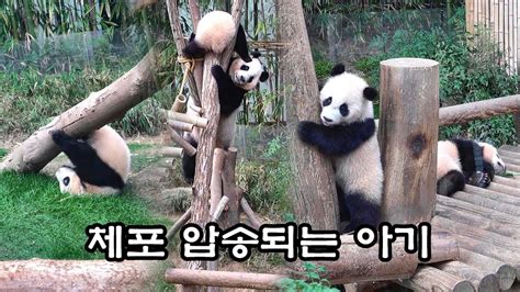 [루이바오 후이바오] 엄마는 도망간 아기 잡으러 나무에 오르고 우다다다 달리는 귀여운 공주님 Youtube