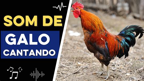 Som De Galo Para Acordar Som Do Galo Cantando Efeitos Sonoros