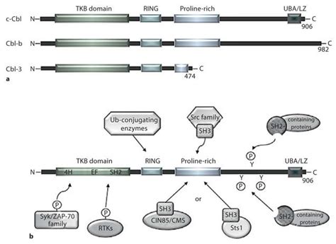 Schematic Representation Of Cbl Protein Structure A Protein Domains Of