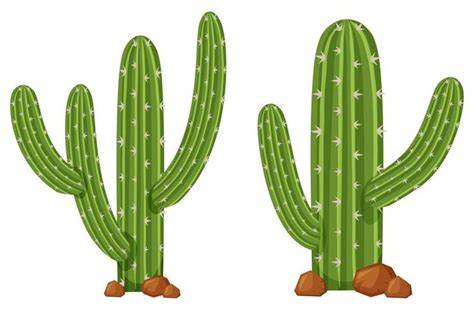 Dos Plantas De Cactus Sobre Fondo Blanco Cactus Cactus Dibujo