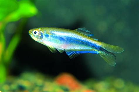 √ Aquarium Fisch Lexikon | Fischlexikon