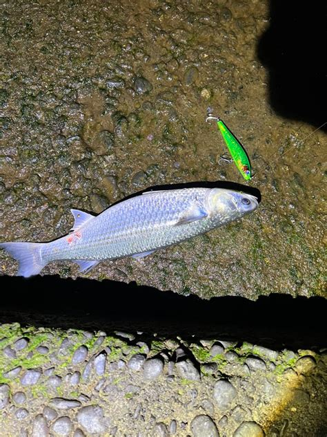 Naoto （釣った魚は🐟猫の餌🐈） さんの 2023年12月07日のセイゴ（ヒラスズキ）の釣り・釣果情報 宮崎県 日向灘 アングラーズ 釣果400万件の魚釣り情報サイト