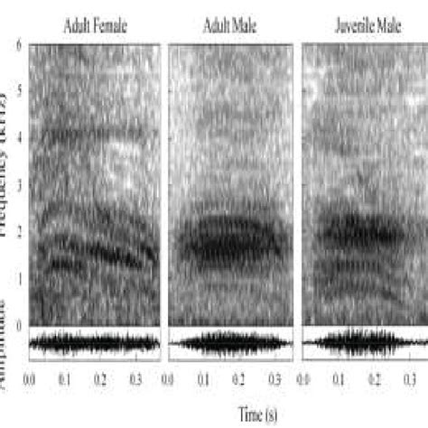 Spectrograms Above And Oscillograms Below Of An Adult Female Call Download Scientific