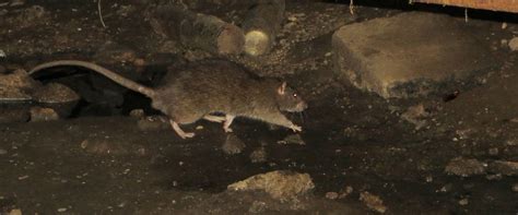 Nyc Rats Are Even Grosser Than You Thought Abc News