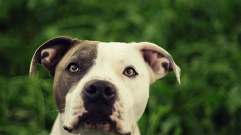 Pitbull Dog Cute Animals 4k Hd Wallpaper