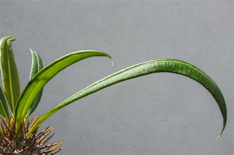 Gravitational Pull Website Maria Sciandra • Abstracts S… Flickr