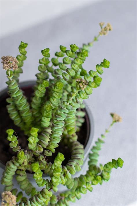 El Crassula Nealeana Se Va Cerca Para Arriba Floración Suculenta Rara